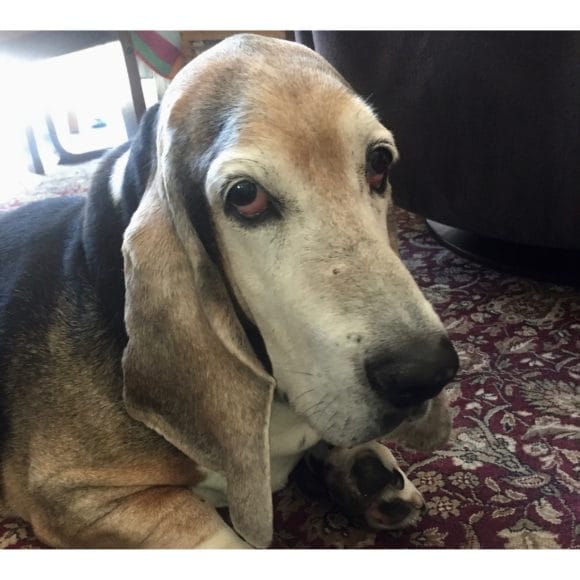 Sasha-Stewart - www.bassethoundrescue.org