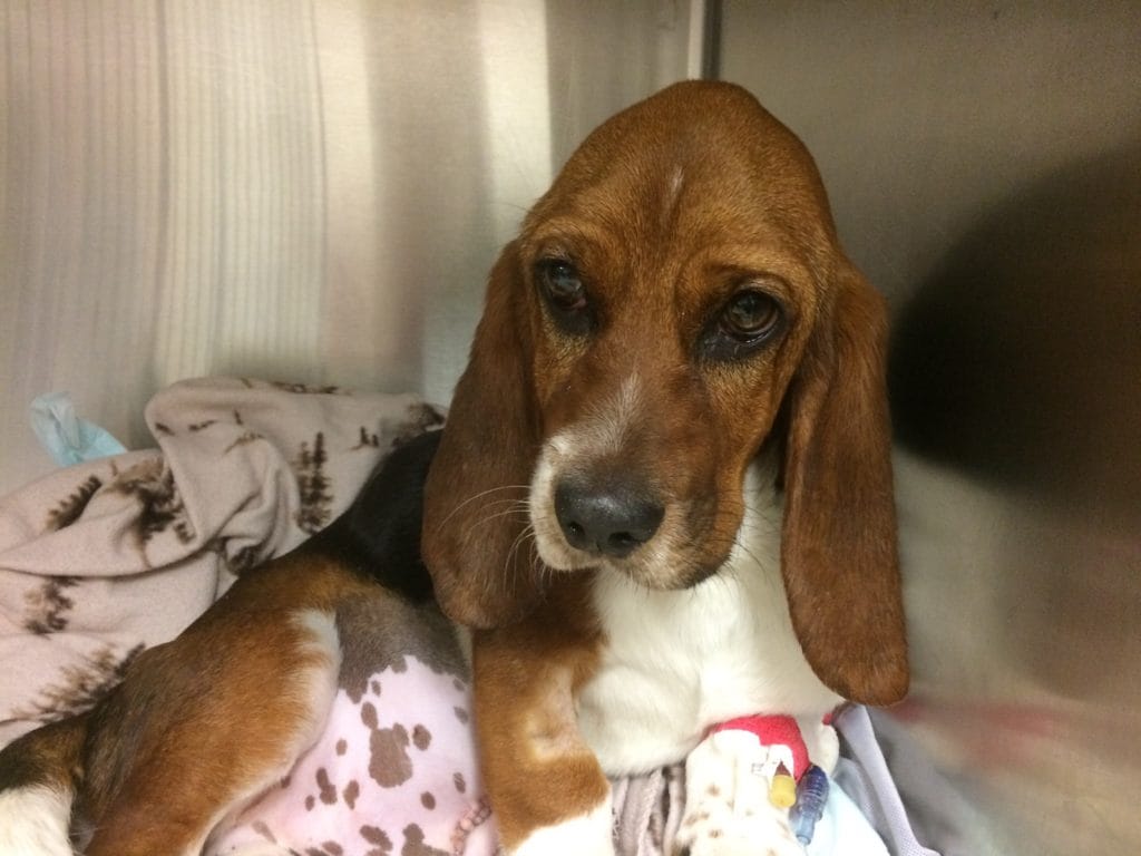 Help Jake Know the Joys of Puppyhood - www.bassethoundrescue.org