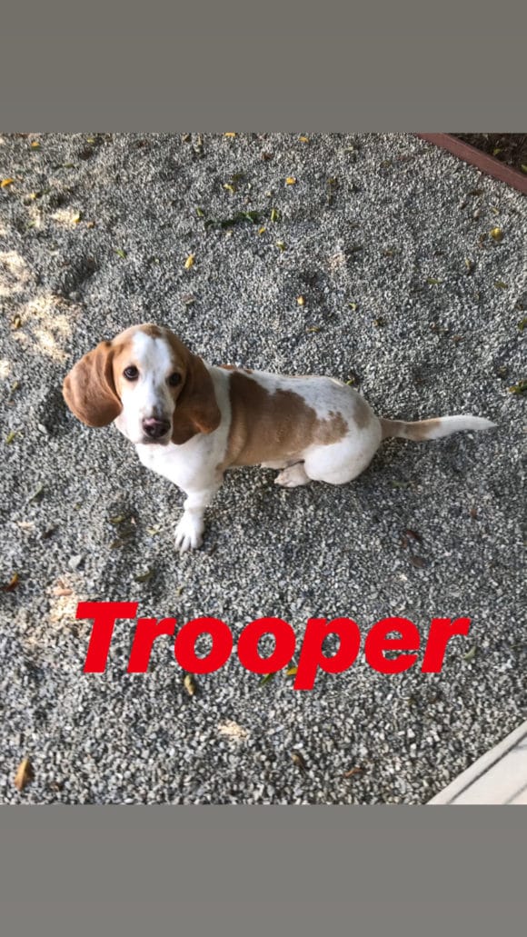Trooper - www.bassethoundrescue.org