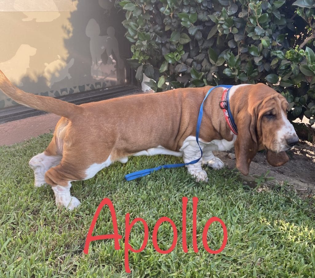 Atlas and Apollo - www.bassethoundrescue.org