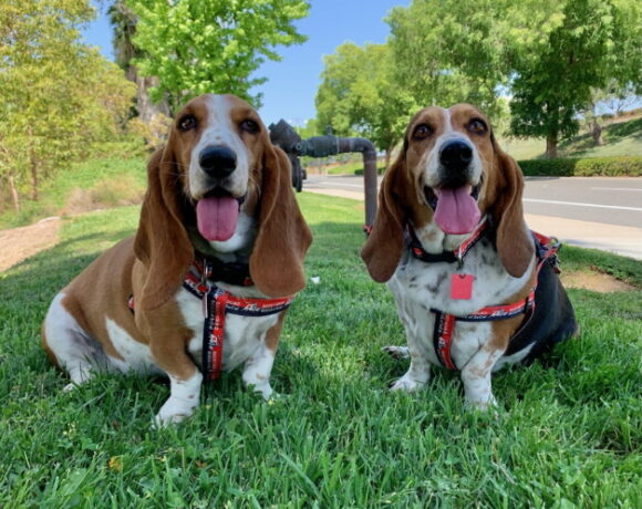 Our Hounds - www.bassethoundrescue.org