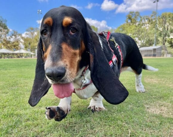 Our Hounds - www.bassethoundrescue.org
