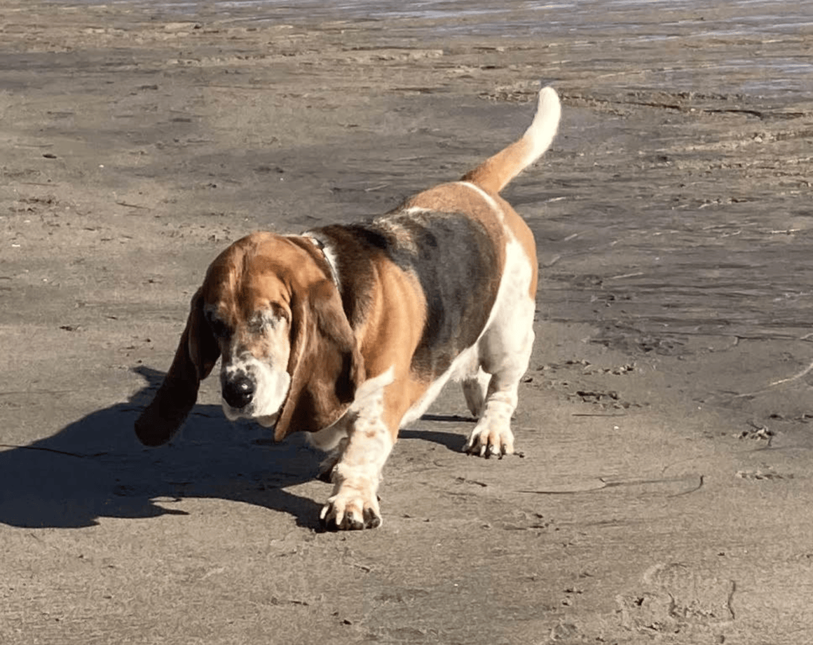 Our Hounds - www.bassethoundrescue.org